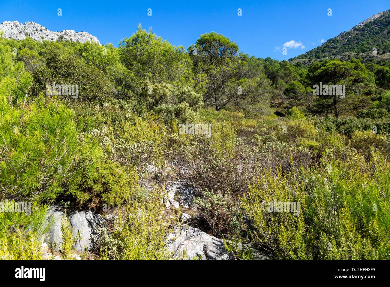 Ruta Botanica waking route from Area Recreativa El Alcázar, Sierra ...
