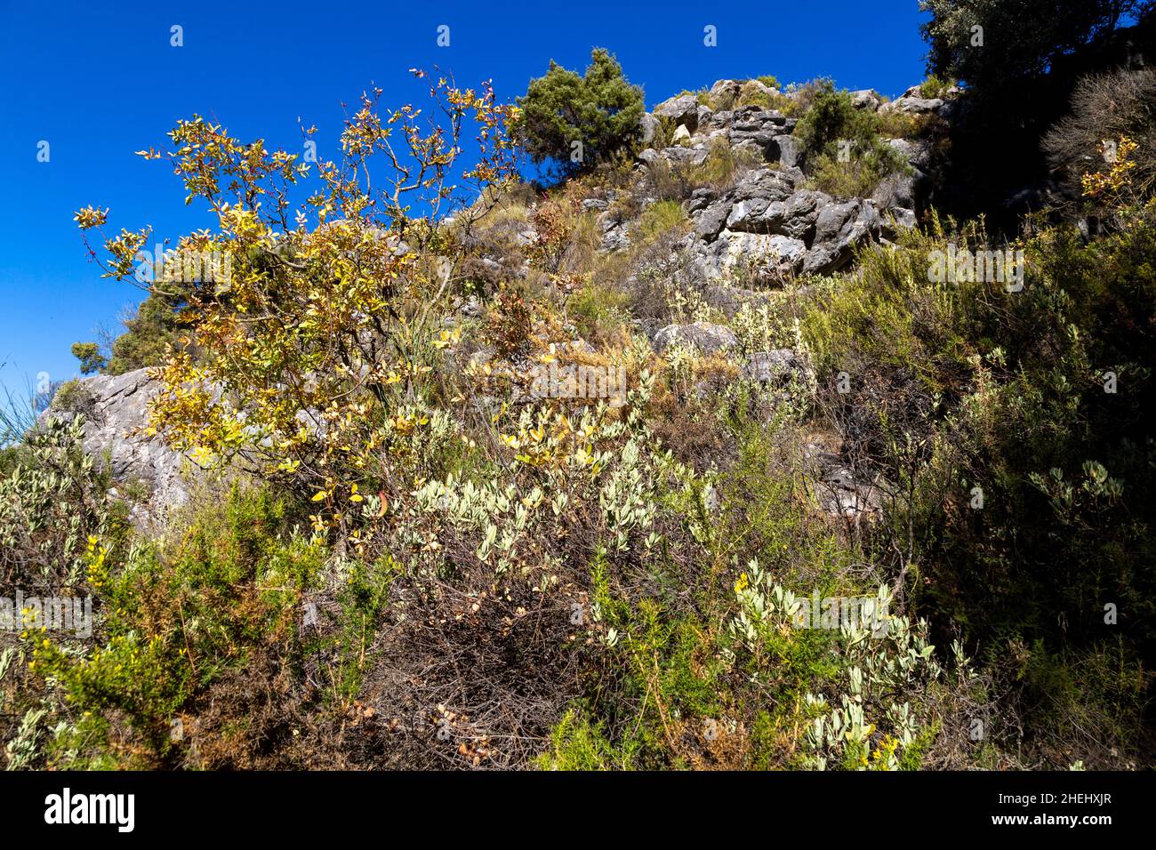 Ruta Botanica waking route from Area Recreativa El Alcázar, Sierra ...