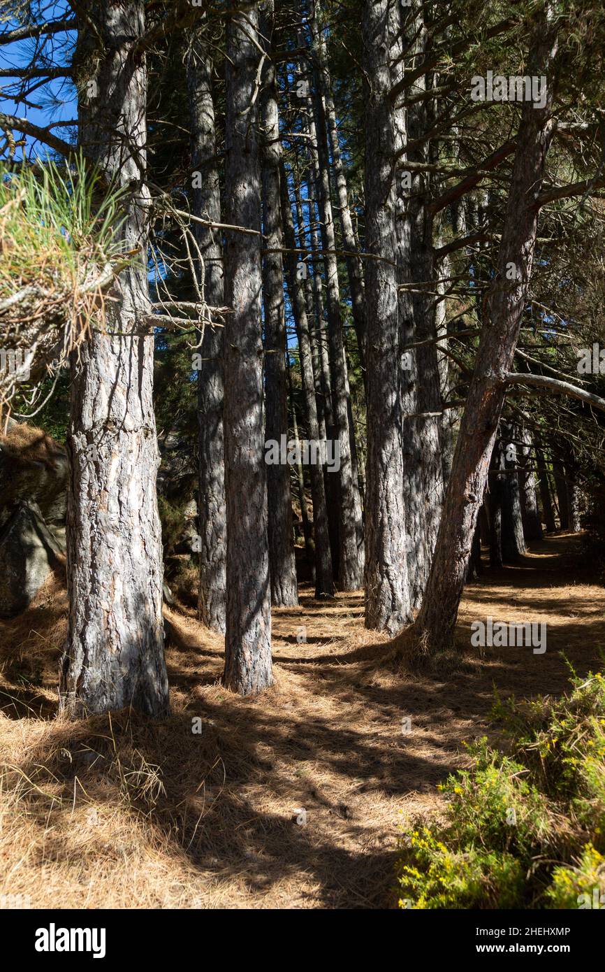 Ruta Botanica waking route from Area Recreativa El Alcázar, Sierra ...
