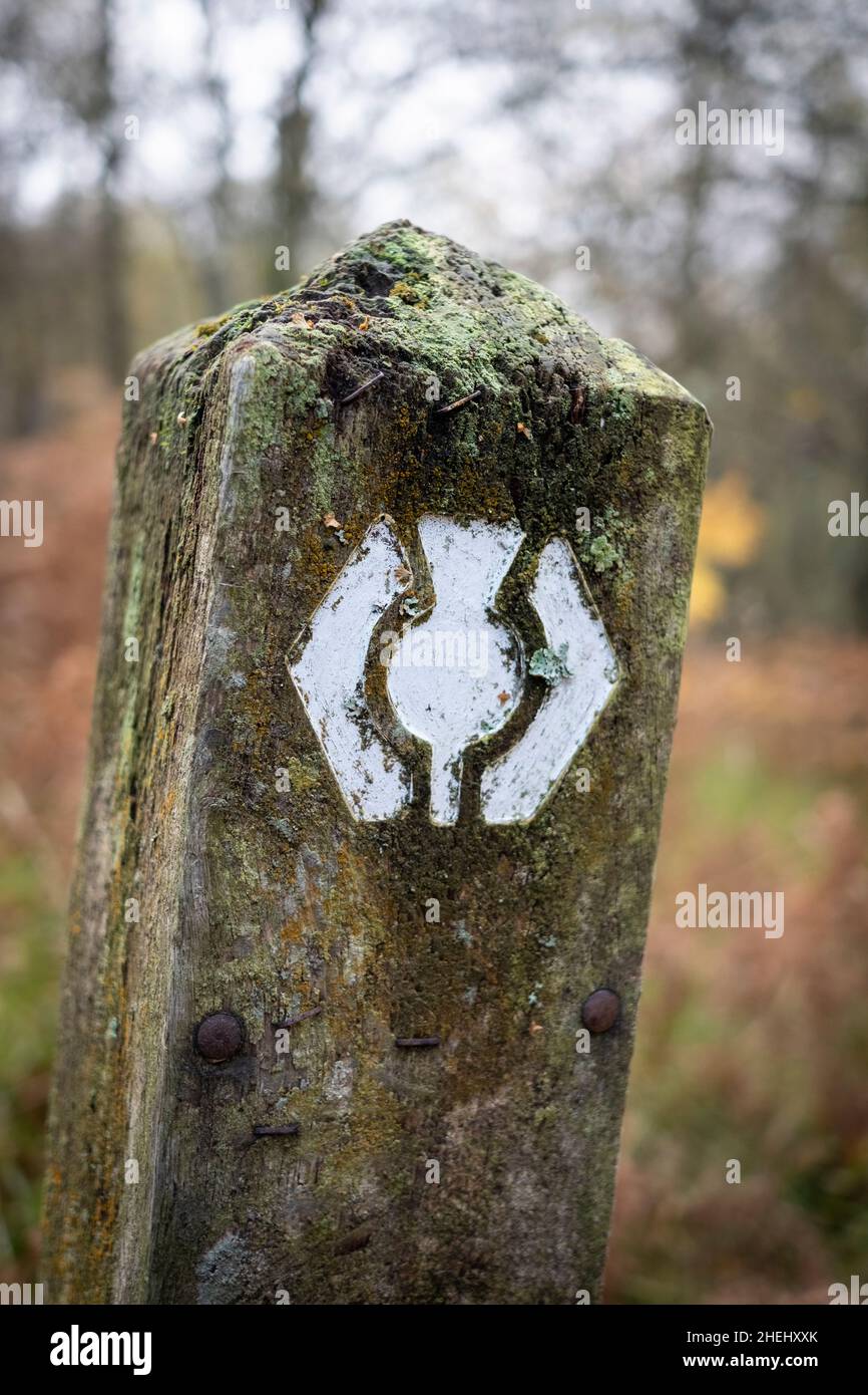 Scottish thistle logo hi-res stock photography and images - Alamy