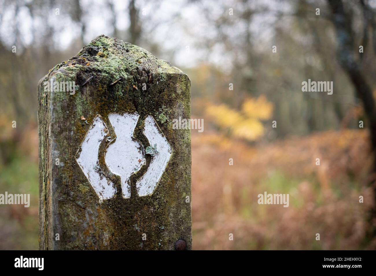 Scottish thistle logo hi-res stock photography and images - Alamy