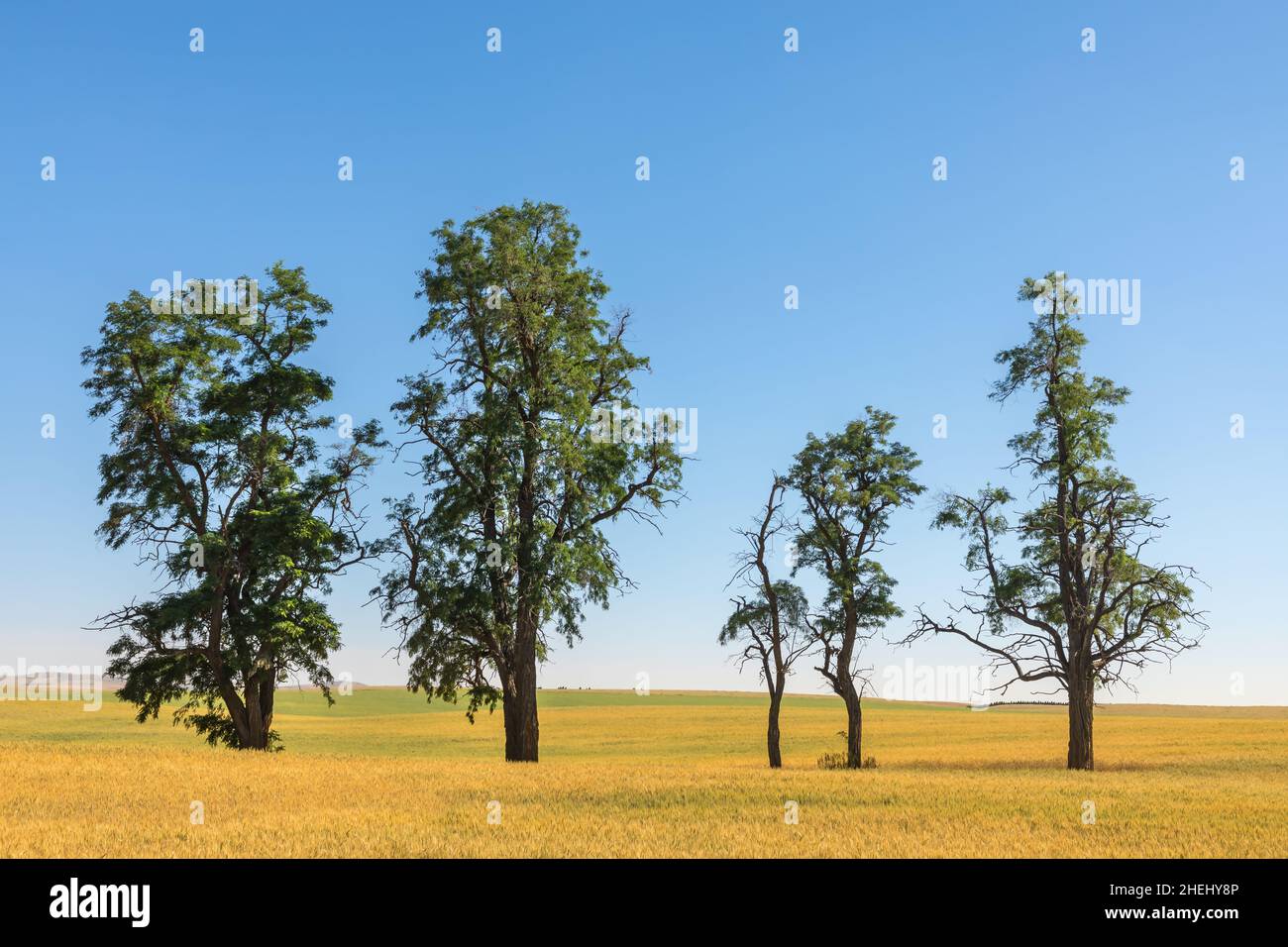 Four unique beautiful trees in a row in a corn field in Montana, USA ...