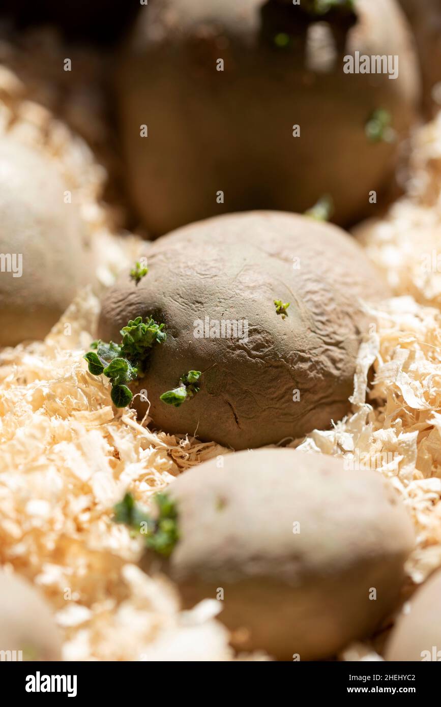 How to grow potatoes hi-res stock photography and images - Alamy