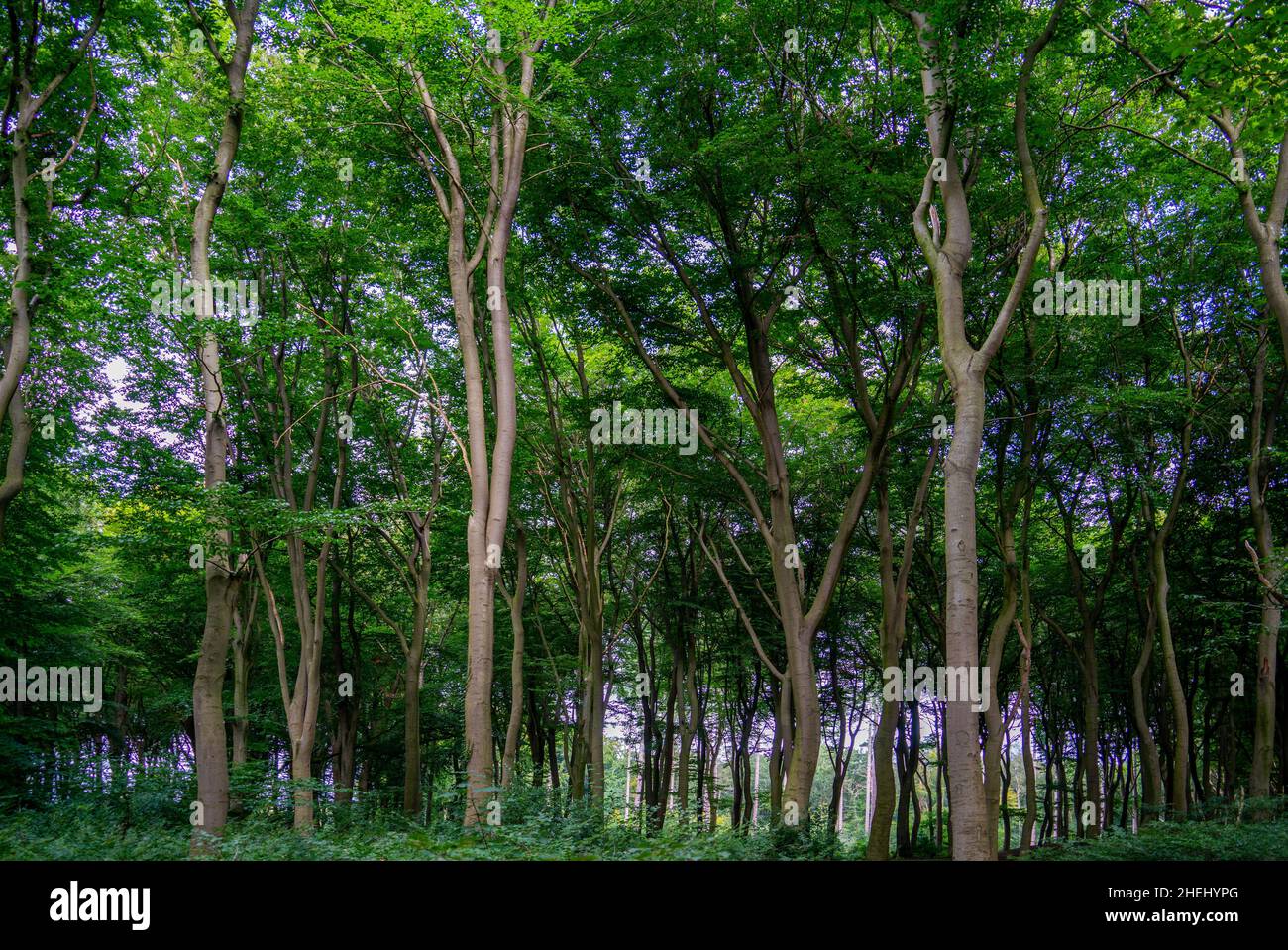 Group of beech trees in the forest Stock Photo - Alamy