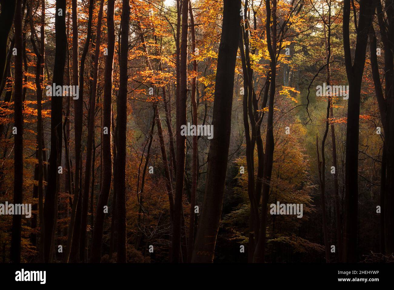 Sun hitting tree tops hi-res stock photography and images - Alamy