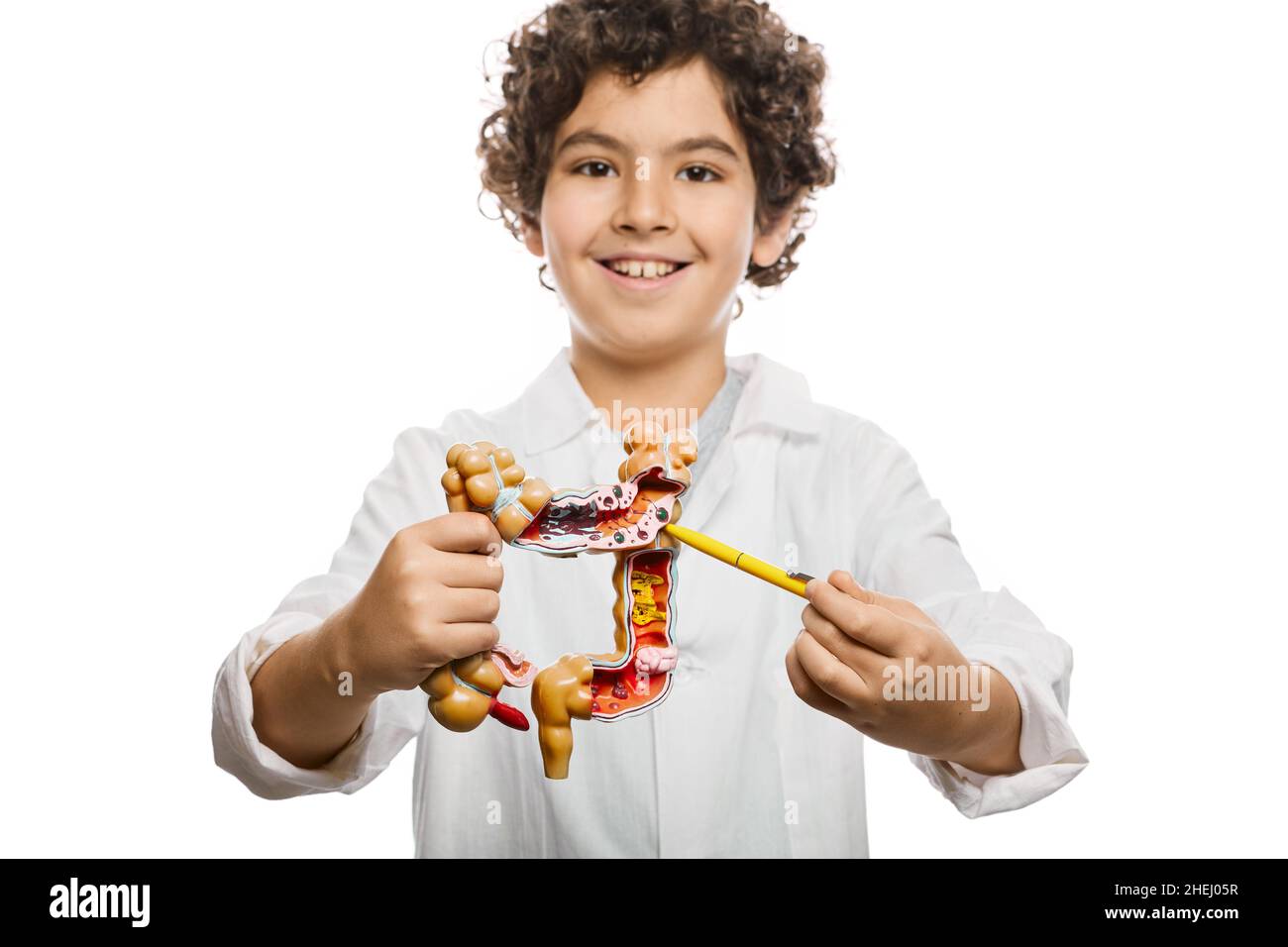 Male child during learning human anatomy, holds anatomical intestines ...