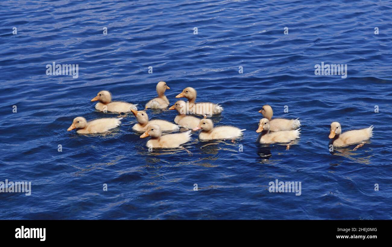 group of yellow domestic ducklings swim in a lake Stock Photo - Alamy