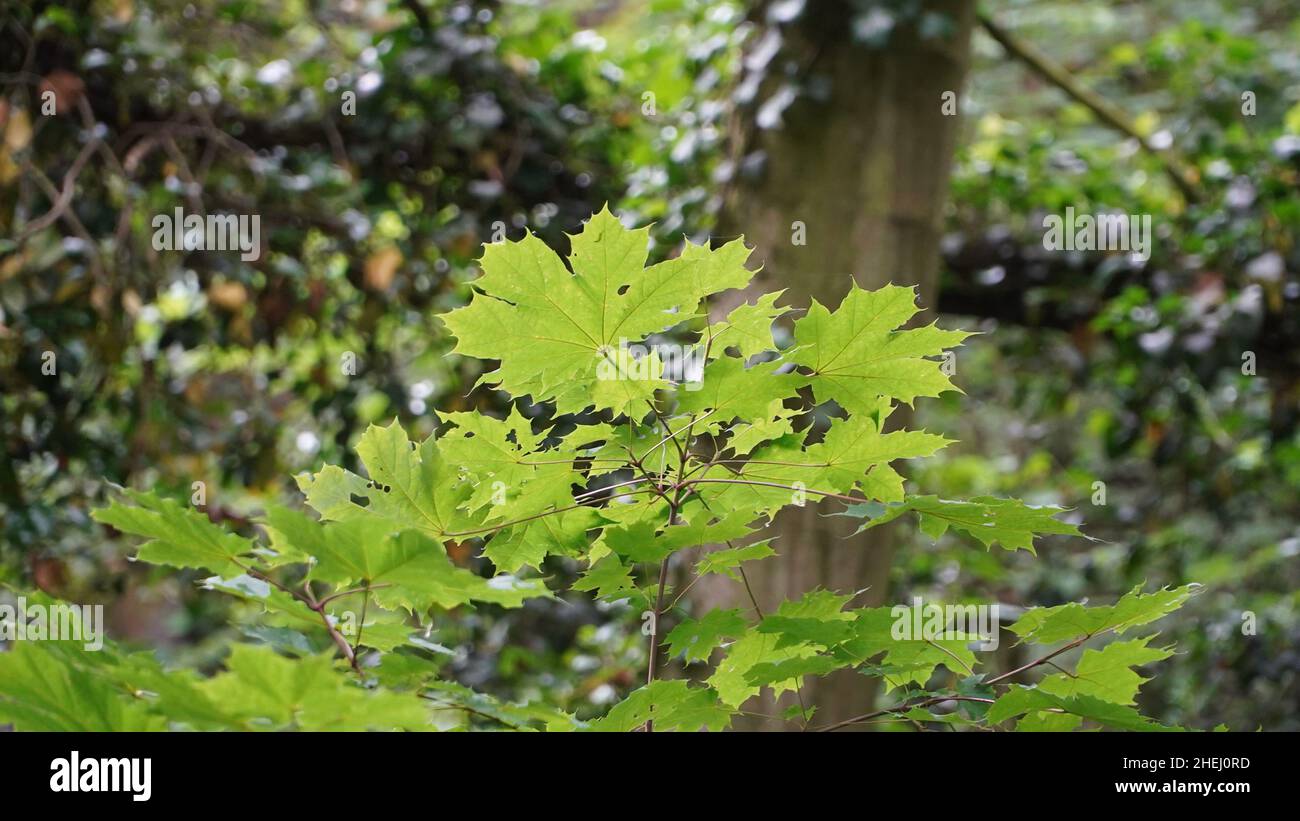 Bonn Germany June 2021 Leaves and branches of a maple tree in the ...