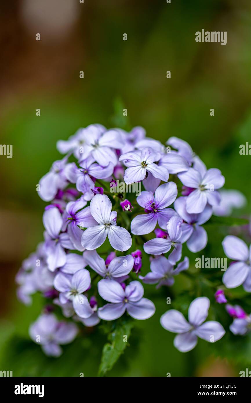 Lunaria annua flower in mountains, close up Stock Photo - Alamy