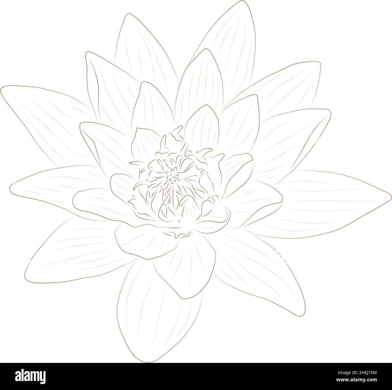 Lotus flower border Stock Vector Images - Alamy