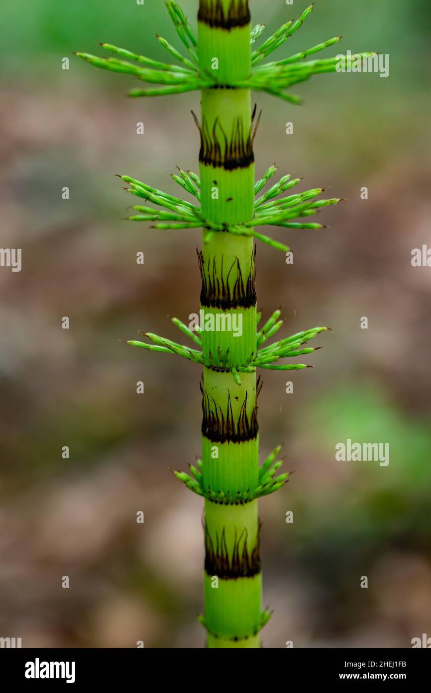 Equisetum arvense flower growing in forest Stock Photo - Alamy