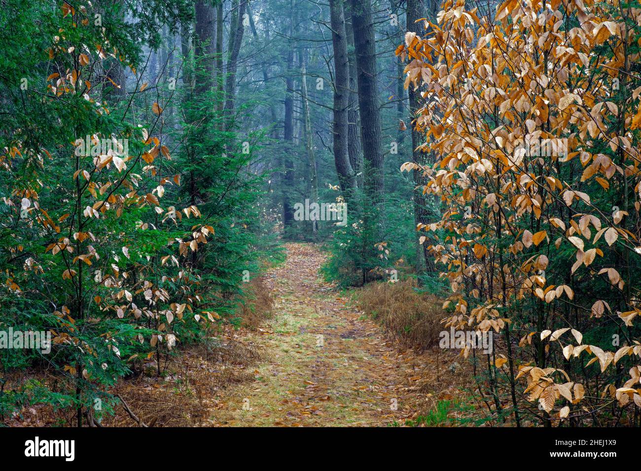 A Trail through a Misty Forest at Promised Land State Park in ...