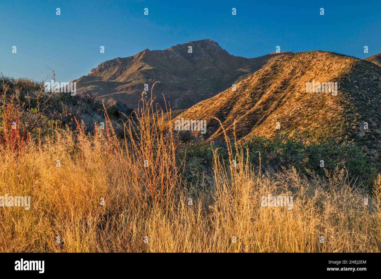 Four Peaks massif at sunrise, bunch grasses, view from Four Peaks Road ...