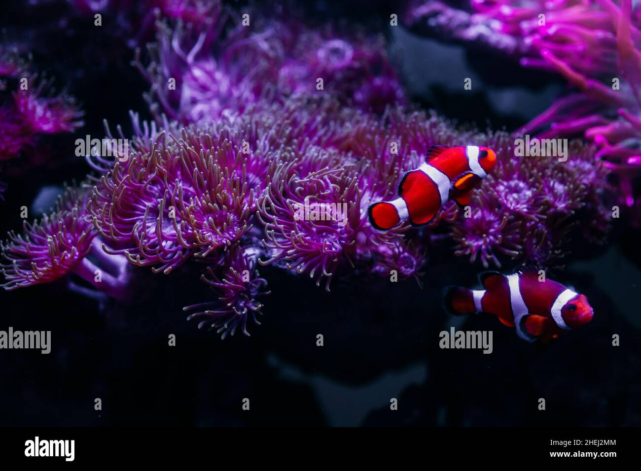 Anemone fish with anemone,Sea anemone and clown fish in marine aquarium ...