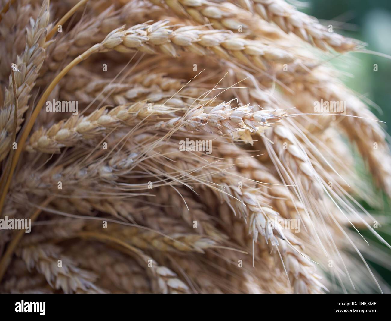 Wheat spikelets, a close-up picture. Ripe wheat ears Stock Photo - Alamy