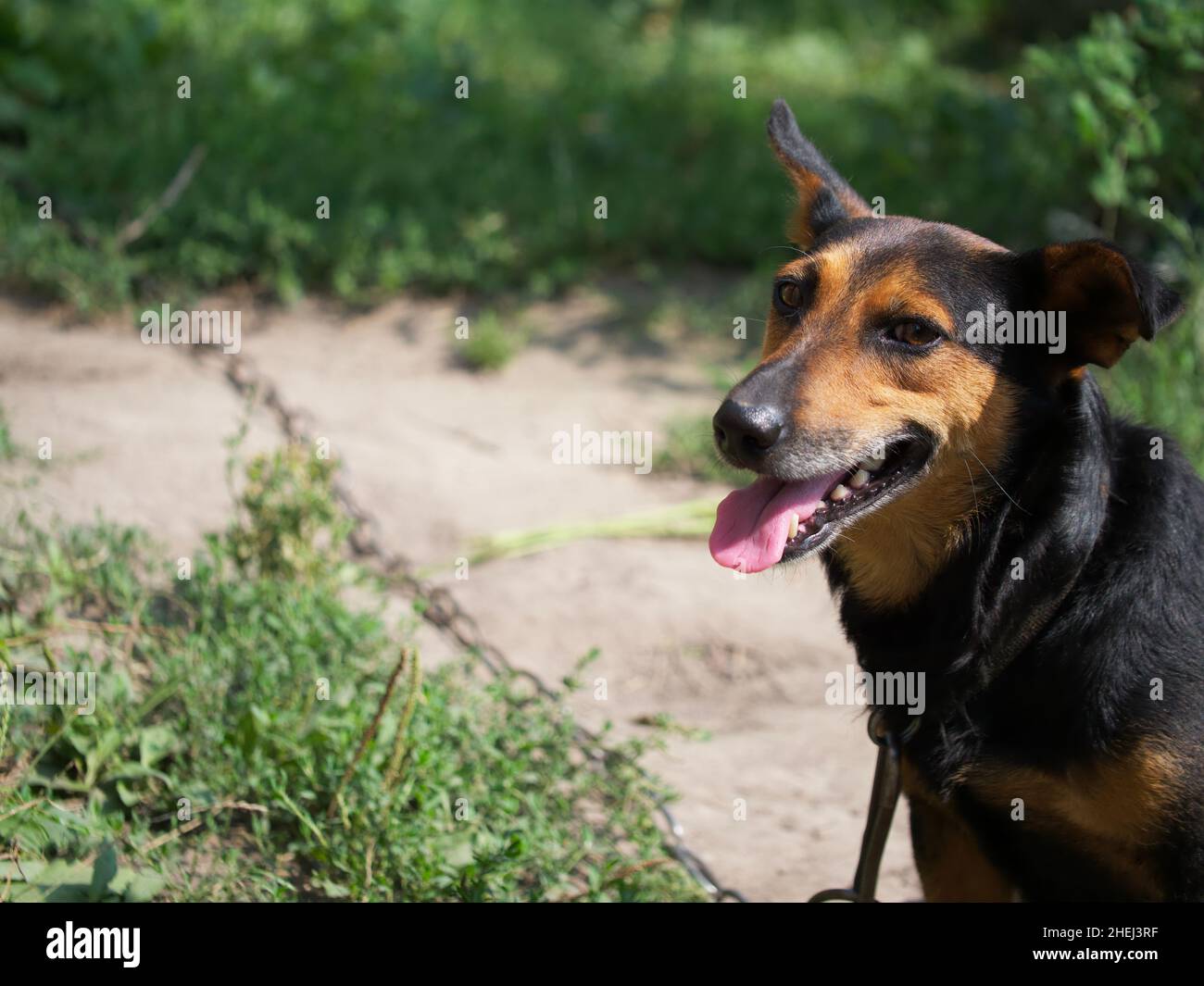 A small dog chained by a chain. Smiling dog. Portrait of a dog Stock ...
