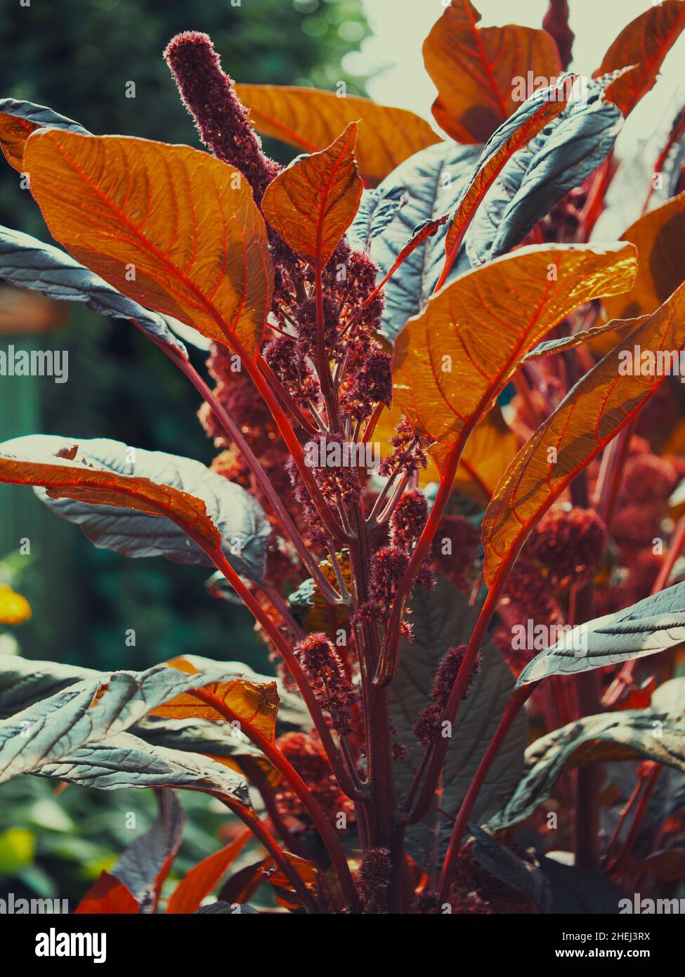 Blooming amaranth. Some amaranth species are cultivated as leaf ...
