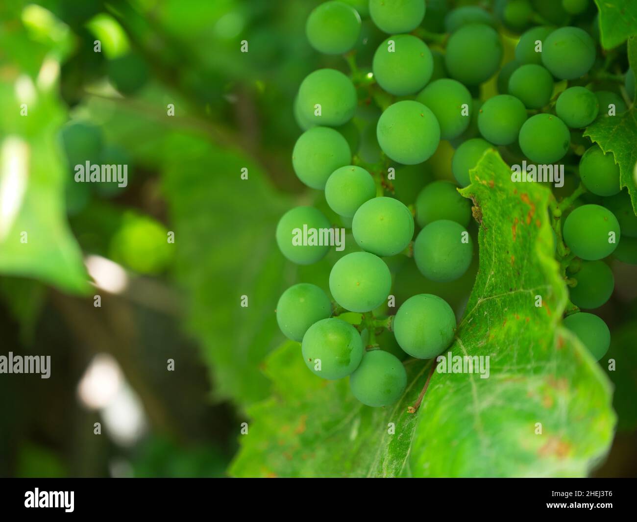 A bunch of unripe grapes, a close-up shot. Green grapes Stock Photo - Alamy