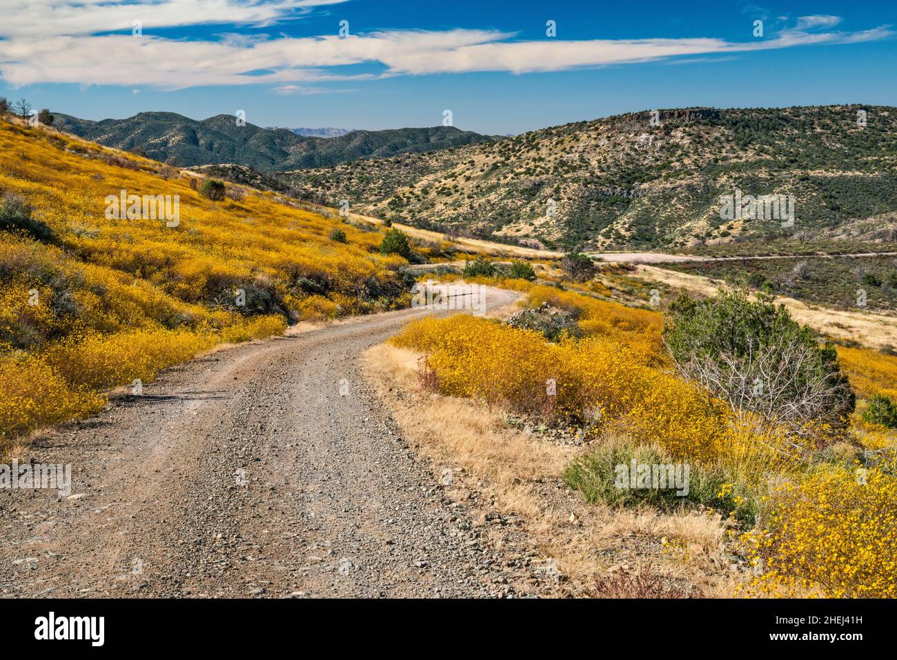 Mount Ord Road (FS 626), brittlebush in bloom, over Cottonwood Basin ...