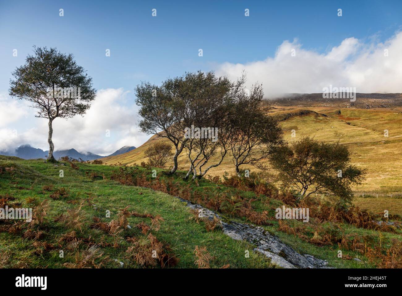 Autumn trees, near Torrin, Isle of Skye, Scotland Stock Photo - Alamy