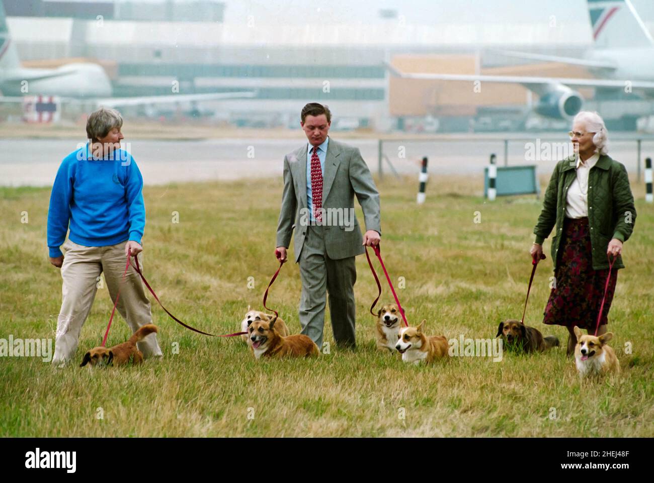 Queen's Royal Corgis at Heathrow Airport August 23rd 1994 Stock Photo ...