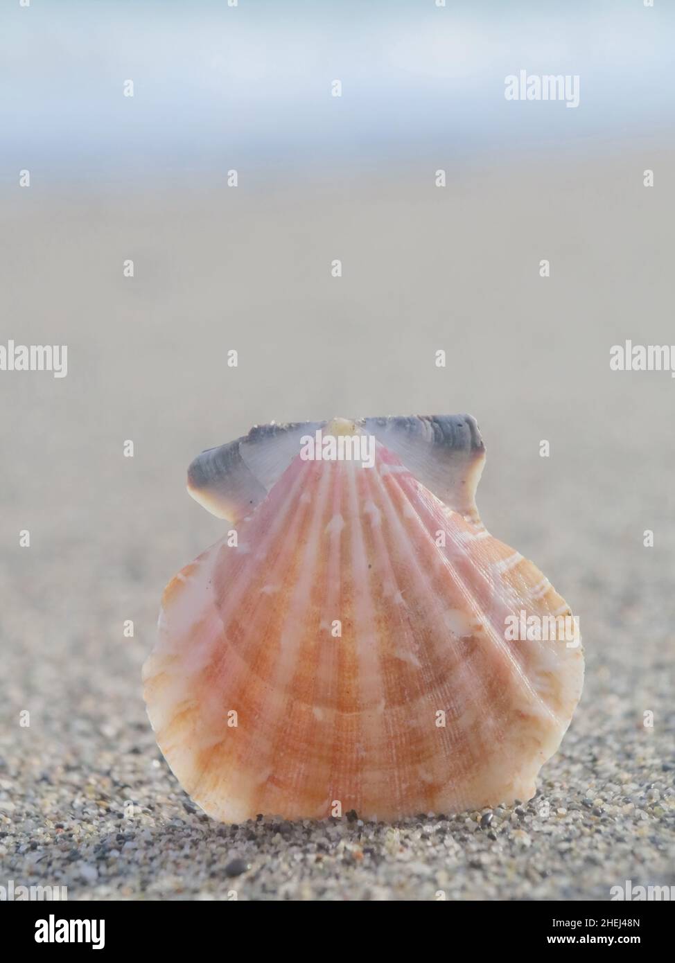 Pearly beach hi-res stock photography and images - Alamy