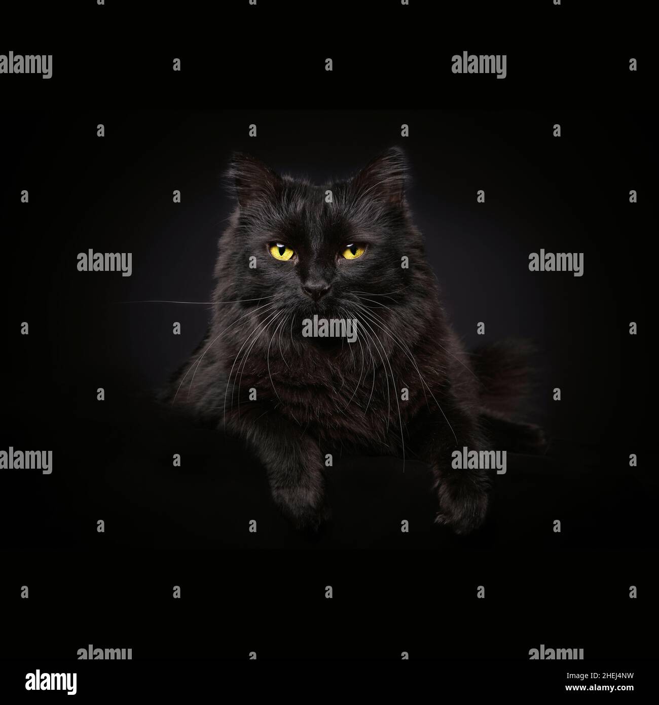 Cat lookin hi-res stock photography and images - Alamy