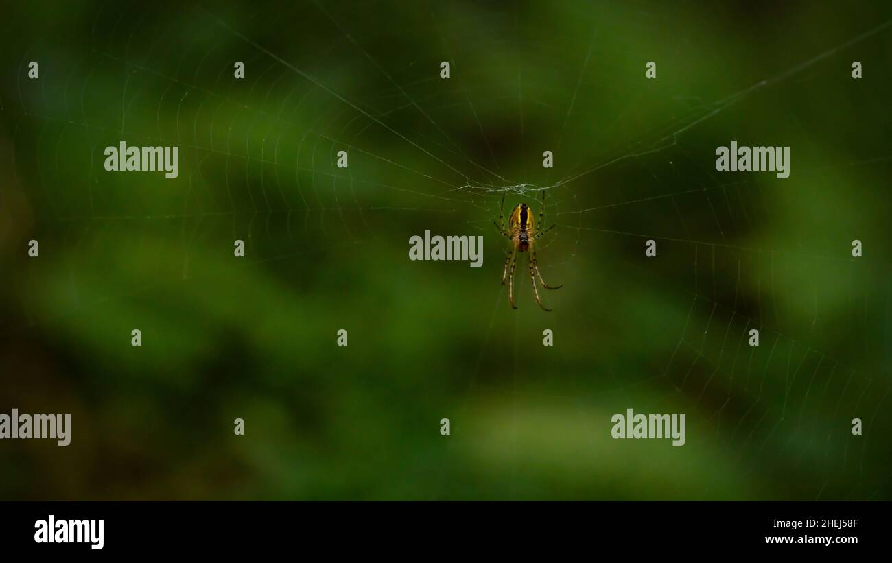spider in web Stock Photo - Alamy