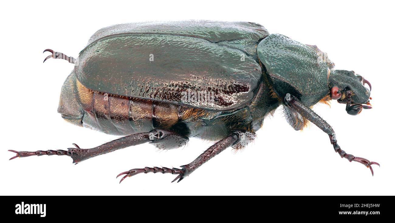 Hermit beetle Osmoderma eremita - barnabita on a white background from ...