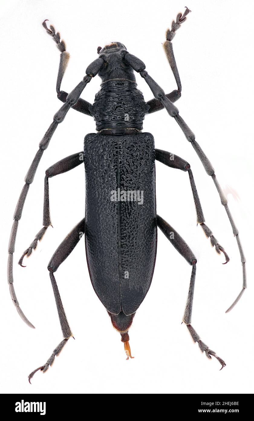 Natural family photo Cut Out Stock Images & Pictures - Alamy