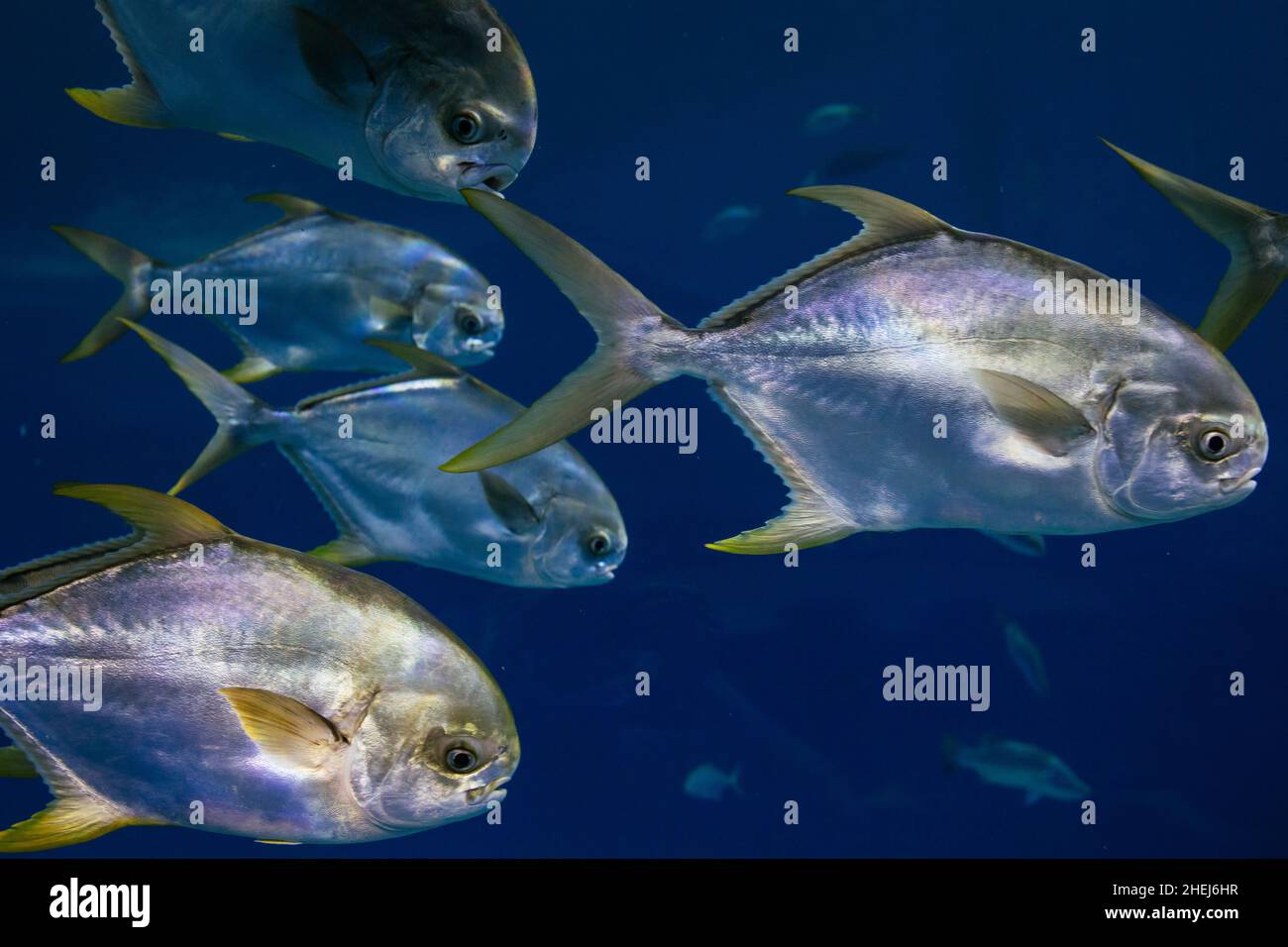 A flock of sea fish, with a yellow fin, underwater fishing, diving ...