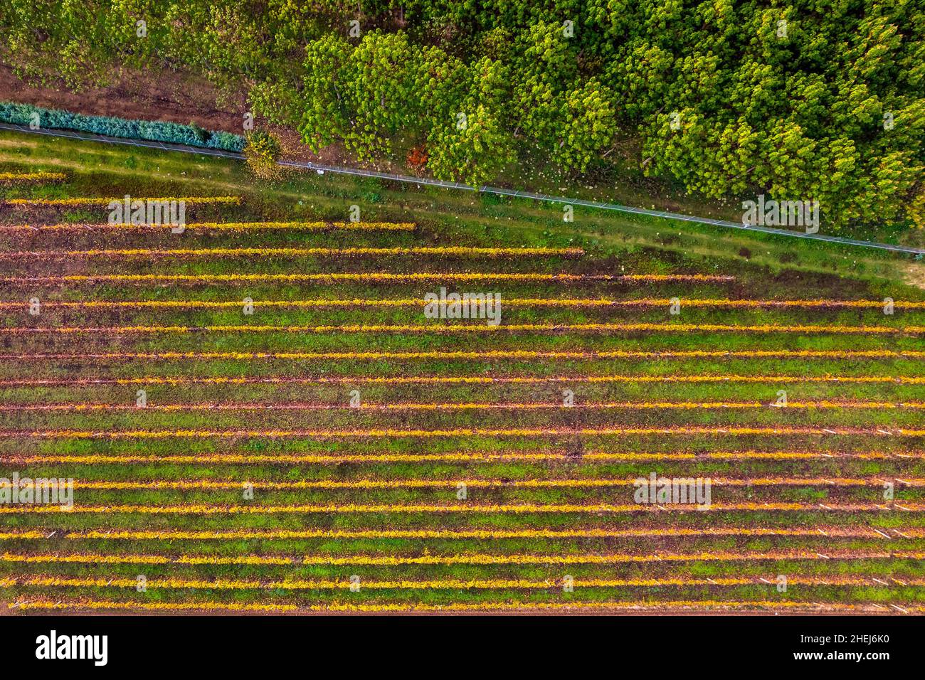 Autumn at the great plains of Thessaly. Somewhere between Giannouli and ...