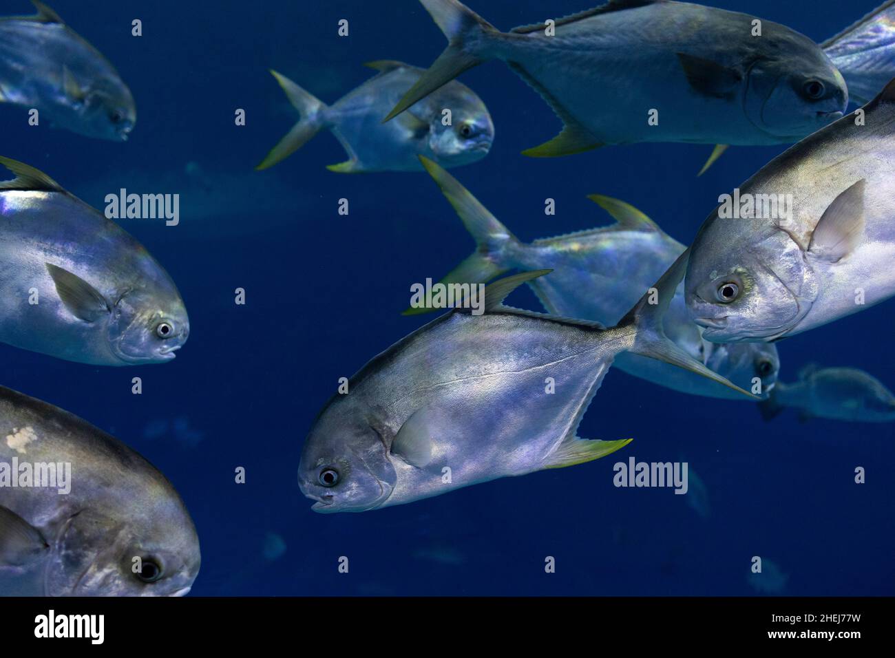 A flock of sea fish, with a yellow fin, underwater fishing, diving ...