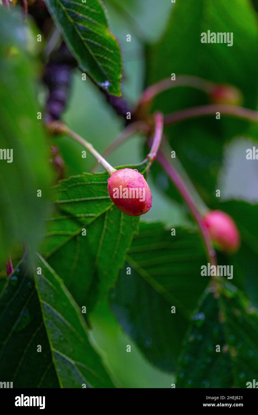 Prunus avium fruit Stock Photo - Alamy