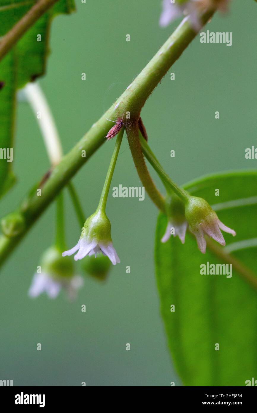 Frangula alnus flower hi-res stock photography and images - Alamy