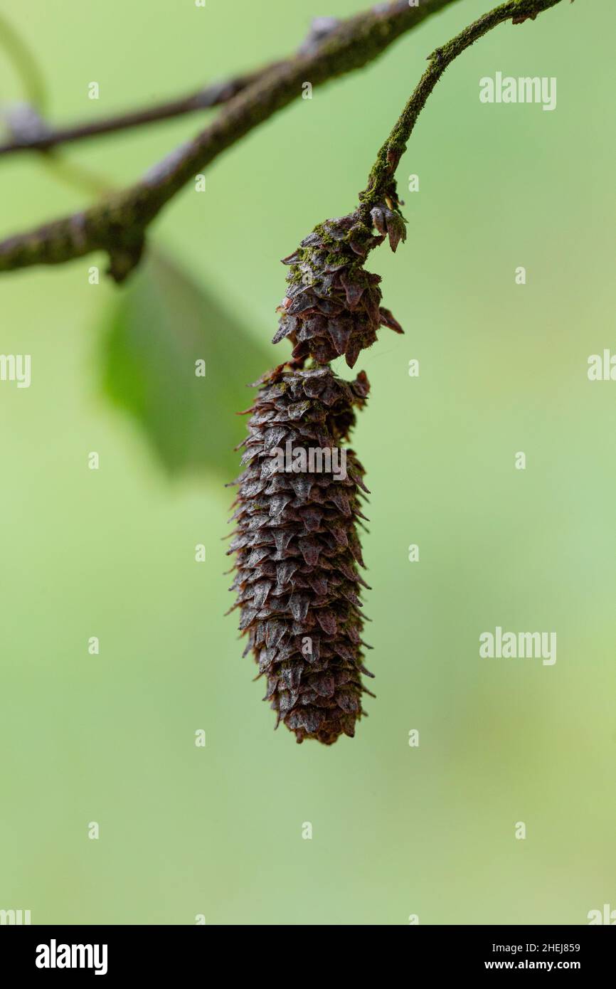 Betula pubescens fruit Stock Photo - Alamy