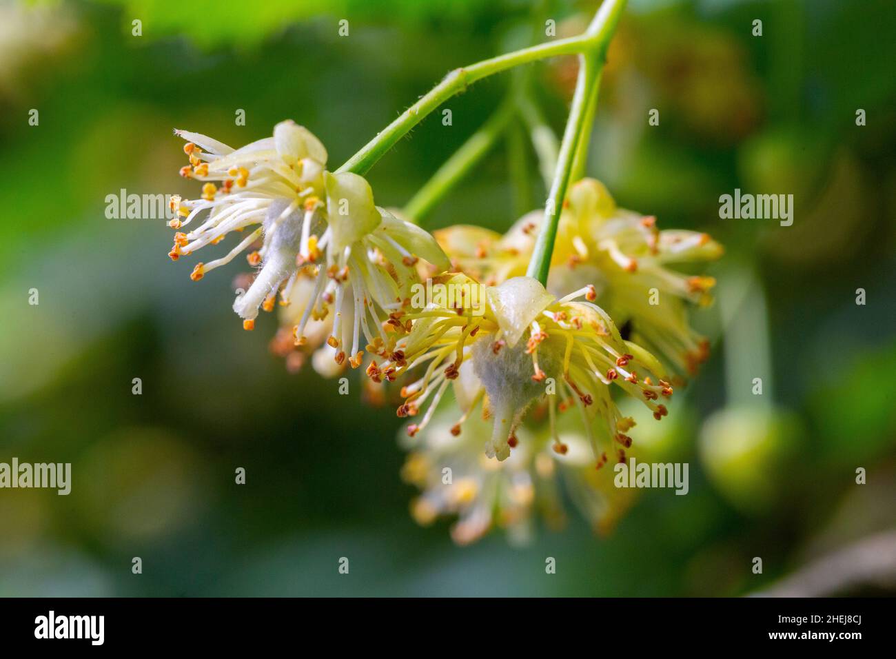 Tilia platyphyllos flower hi-res stock photography and images - Alamy