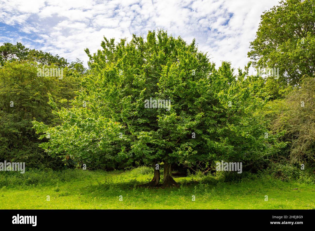 Carpinus betulus tree Stock Photo - Alamy
