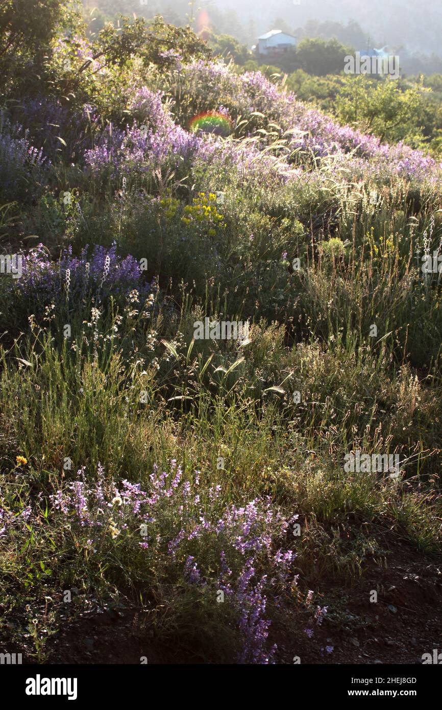 Country houses biodiversity in hi-res stock photography and images - Alamy