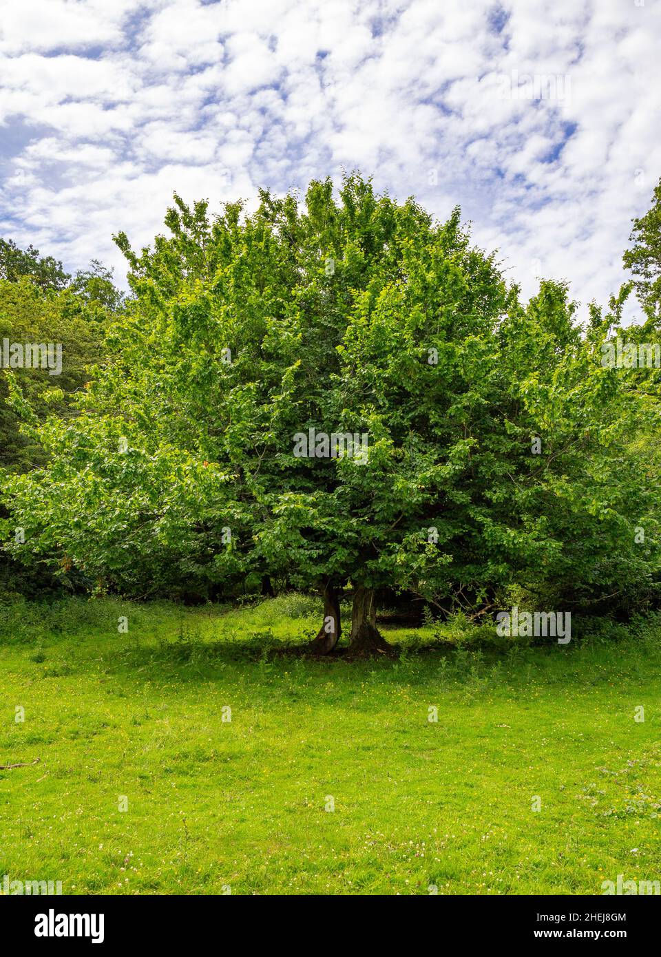 Carpinus betulus tree Stock Photo - Alamy