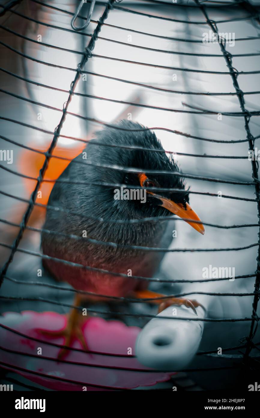 The beautiful black Shalik bird Stock Photo - Alamy