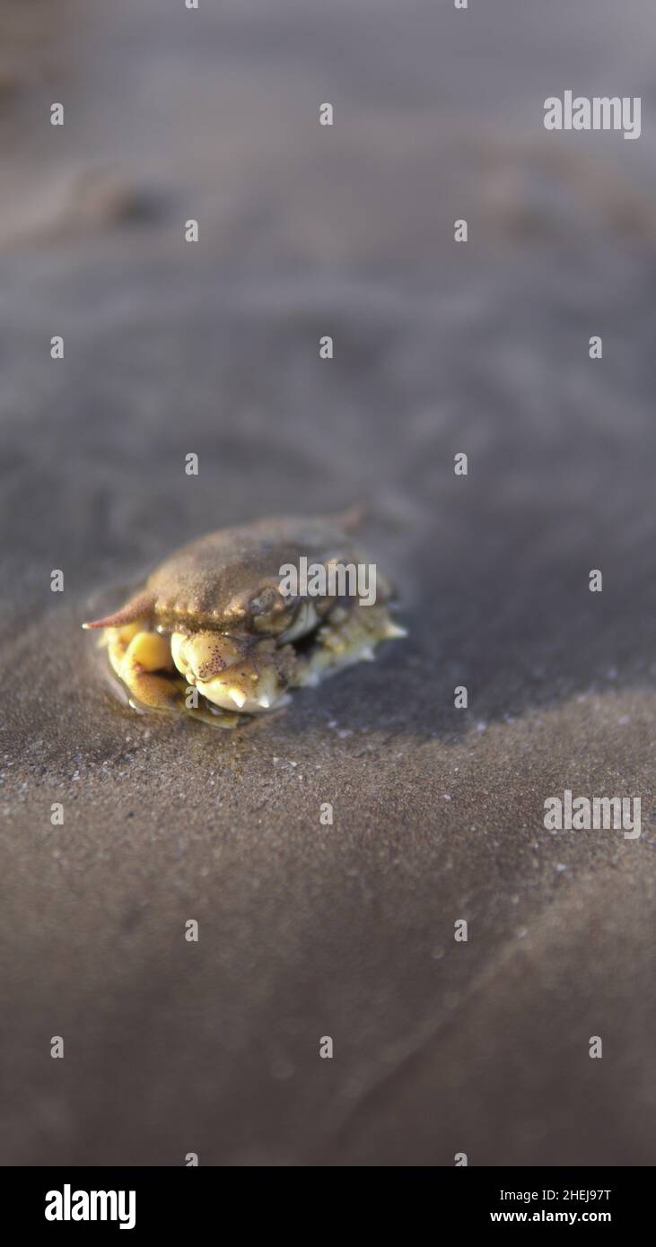 Ohh Crab !! Stock Photo - Alamy