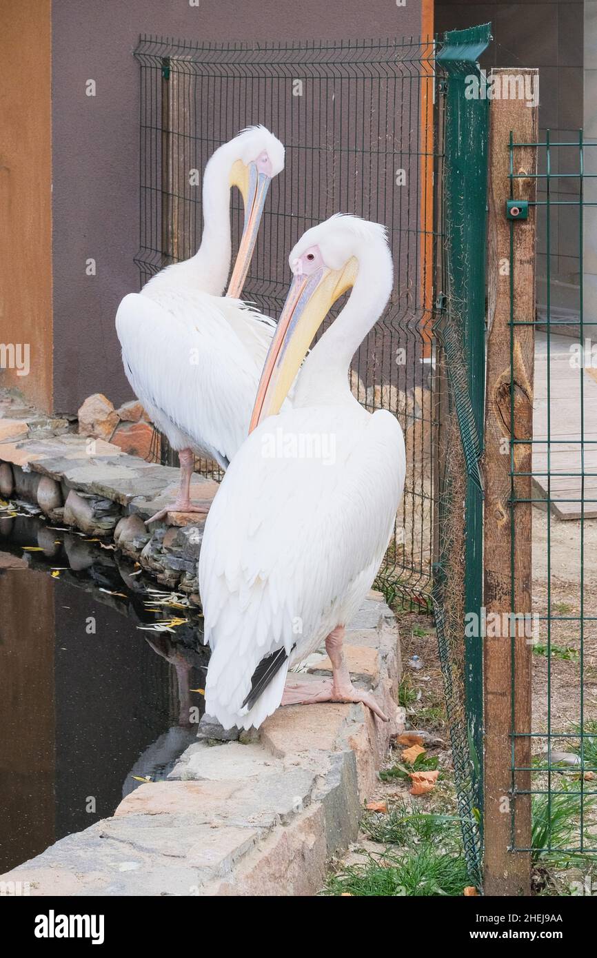 Exotic water birds hi-res stock photography and images - Alamy