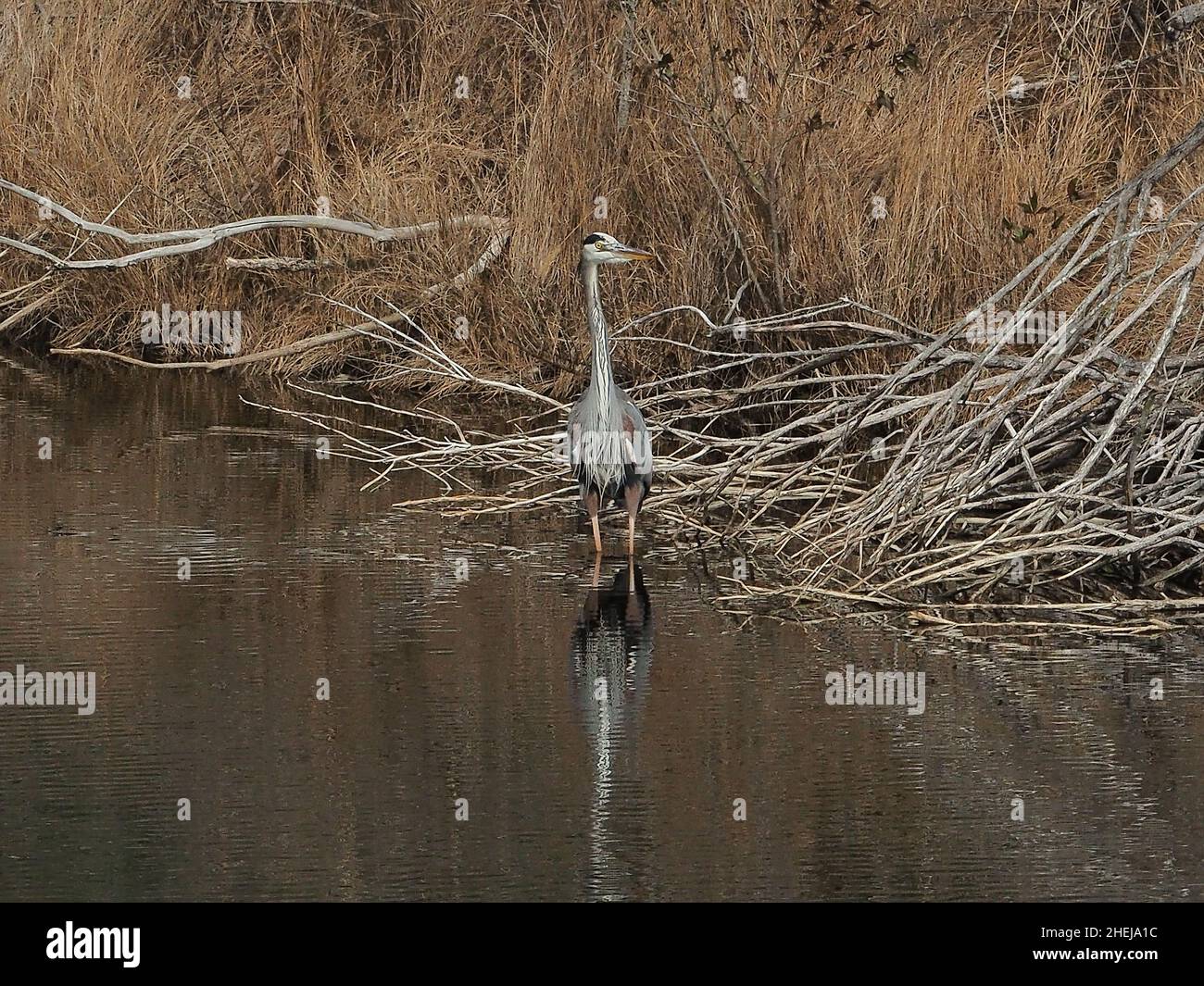 Front view with head turned of Blue Heron on marsh edge reflection ...