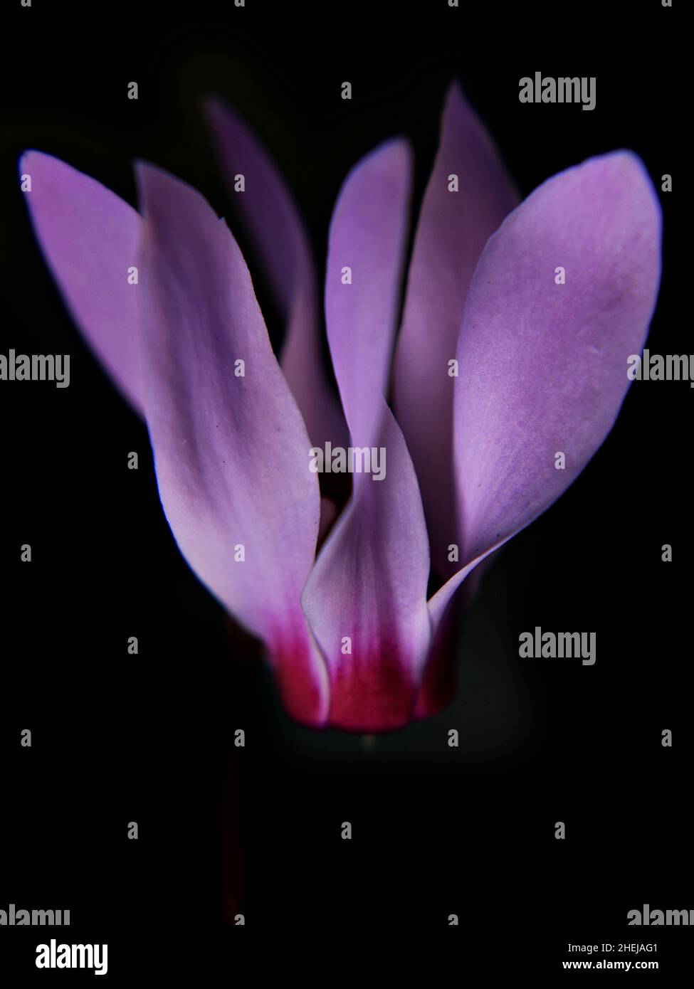 Eye catching bloom hi-res stock photography and images - Alamy