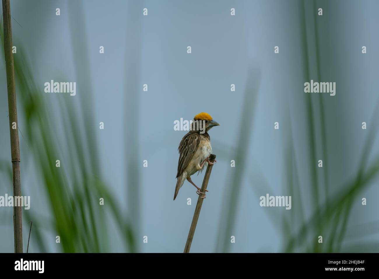 Indian Baya High Resolution Stock Photography and Images - Alamy