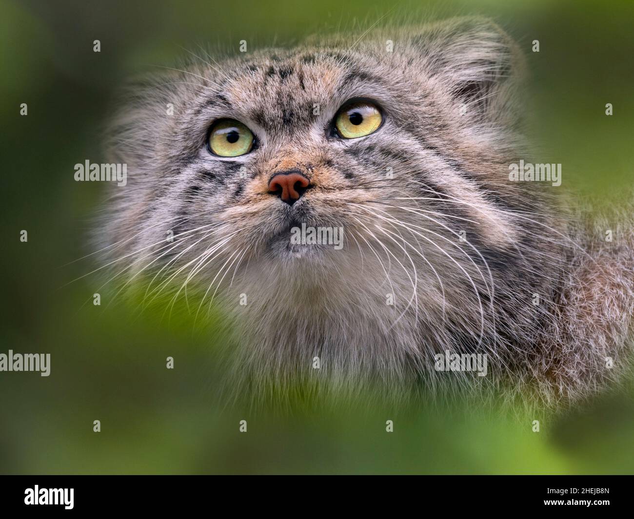 Pallas's cat Otocolobus manul Stock Photo - Alamy