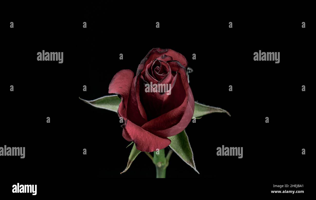 Death anniversary flower hi-res stock photography and images - Alamy