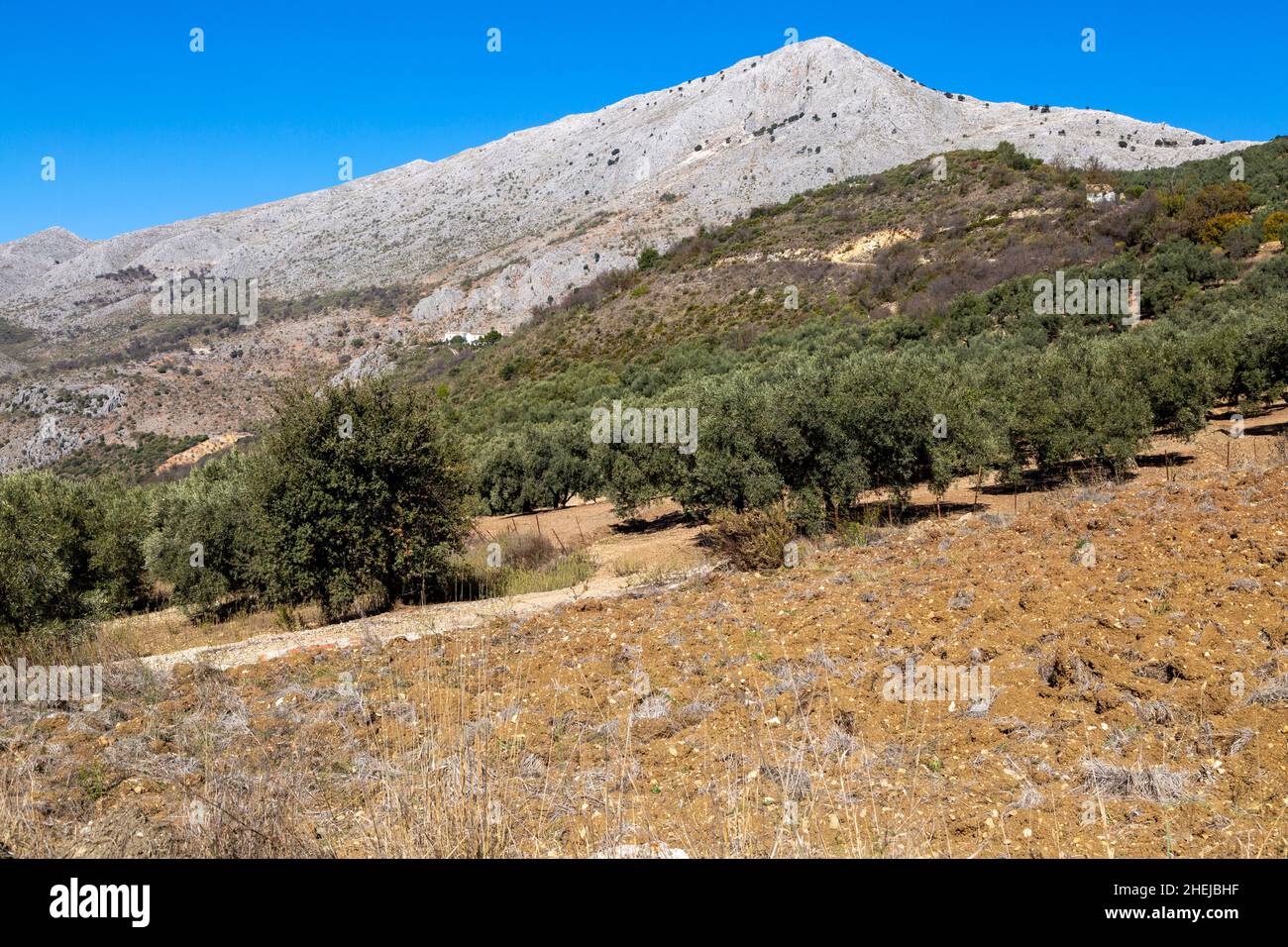Olive trees near village of Aldea de Guaro, Periana, Axarquía ...