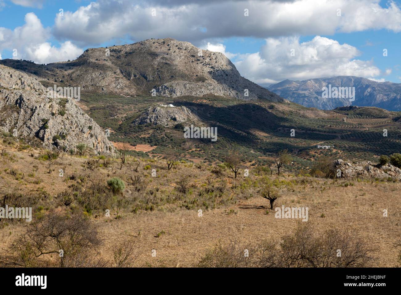 Olive trees and limestone mountains near village of Aldea de Guaro ...